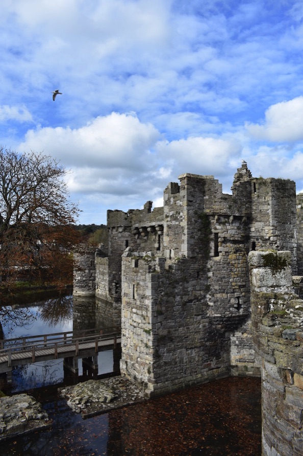 Dog-friendly Wales | Green Adventures
