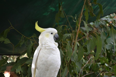 Magnetic Island wildlife | Green Adventures