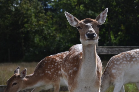 Wild Denmark | Green Adventures