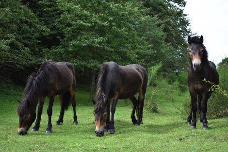 Wild Denmark | Green Adventures