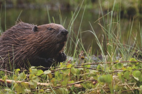 Returning beavers to the Norfolk countryside | Green Adventures