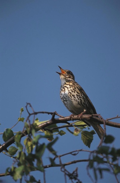 Dawn chorus - identify bird song | Green Adventures